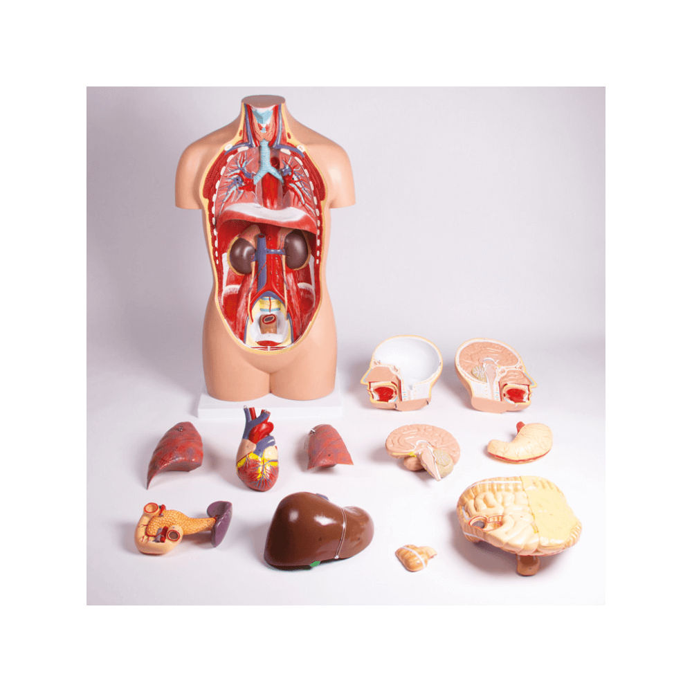 Erler-Zimmer Anatomie Torso in Lebensgröße | medplus