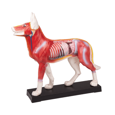 Anatomische Modelle für Tiermedizin » Veterinärbedarf