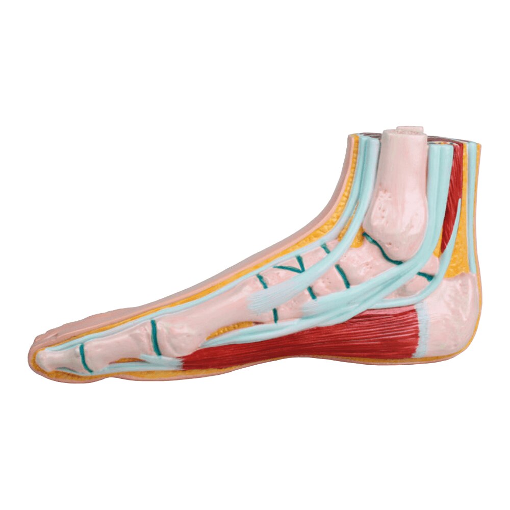 Erler Zimmer Normalfuß-Modell | medial eröffnet | rechter Fuß